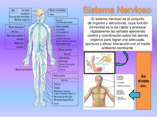 Funciones del Sistema Nervioso