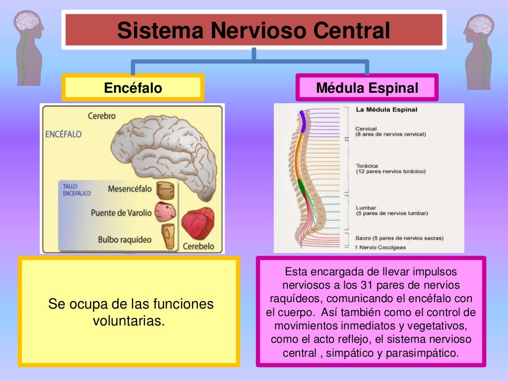 Funciones del Sistema Nervioso