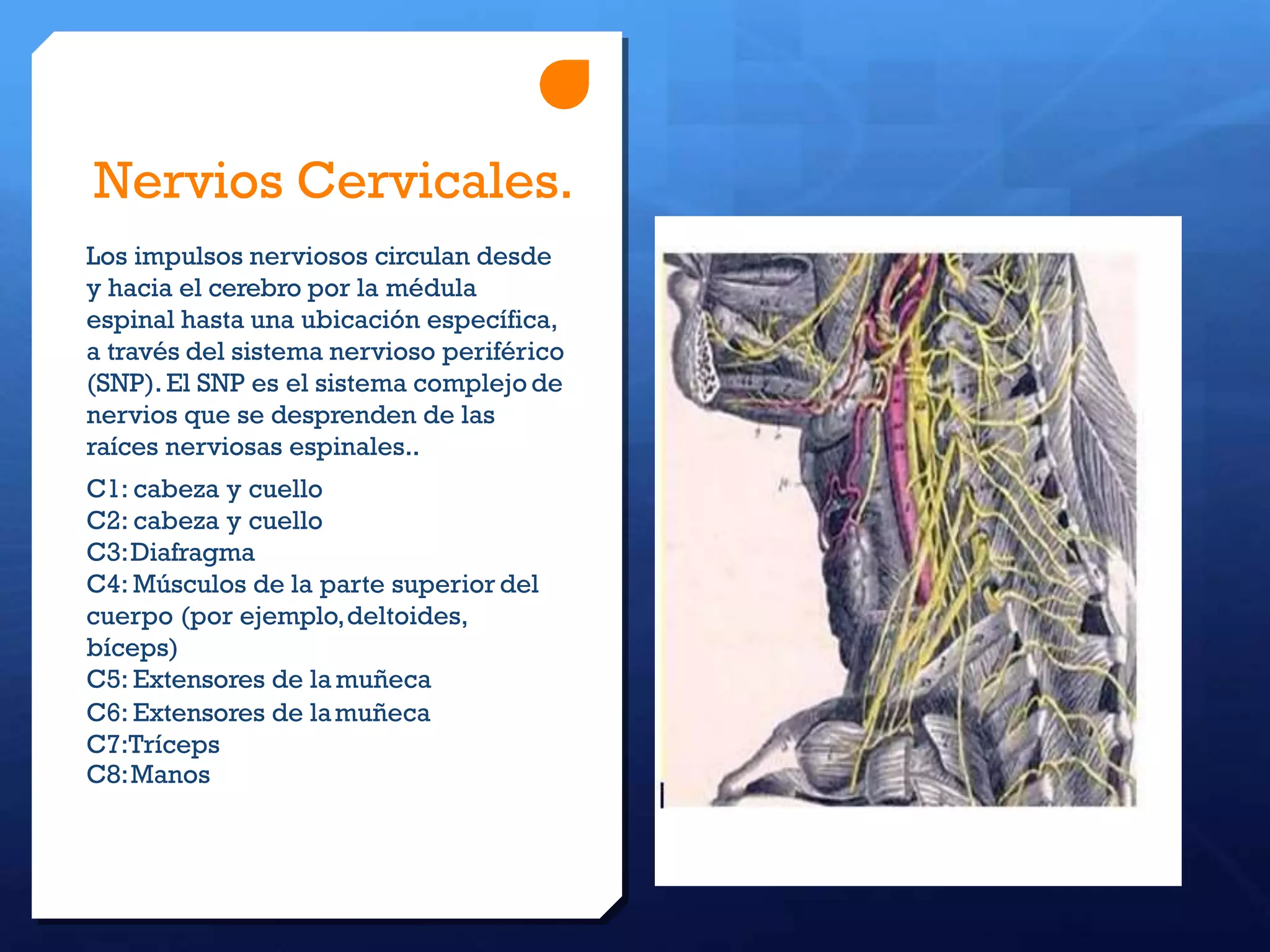 Funciones de medula espinal.pptx