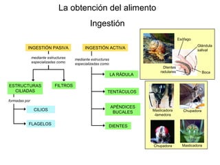 Funciones de nutrición animales | PPT