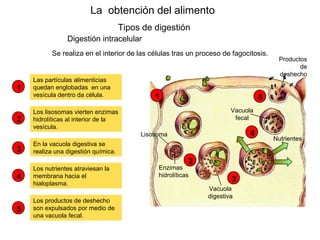 Funciones de nutrición animales | PPT