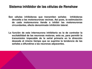 Funciones motoras de la medula espina lreflejos medulares | PPTX