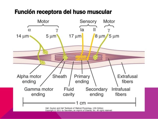 HUSO MUSCULAR on emaze