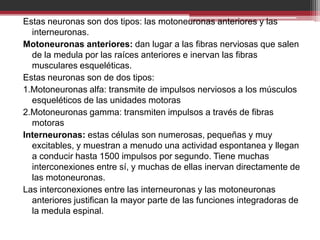 Funciones motoras de la medula espinal; reflejos medulares | PPTX