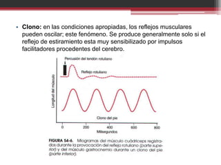 Funciones motoras de la medula espinal reflejos medulares | PPTX