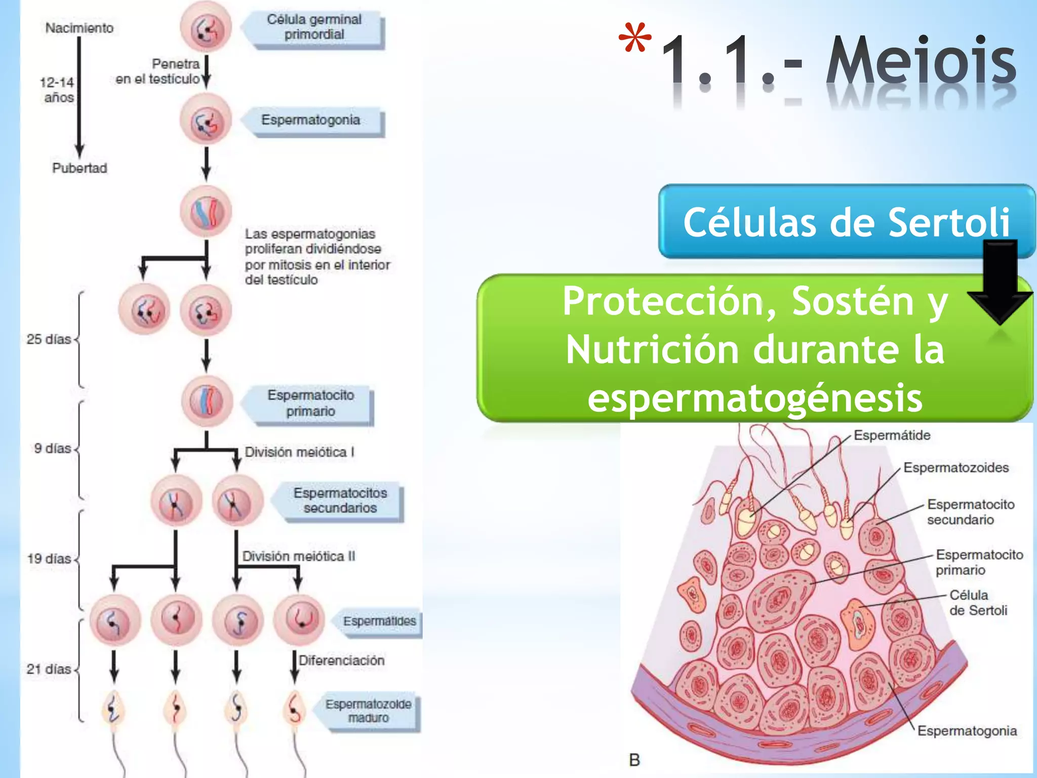 Espermatogénesis - Espermatozoide - V. Seminal - Próstata (Fisiología ...