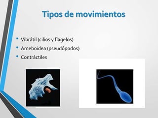 FUNCIONES VITALES DE LA CELULA | PPTX