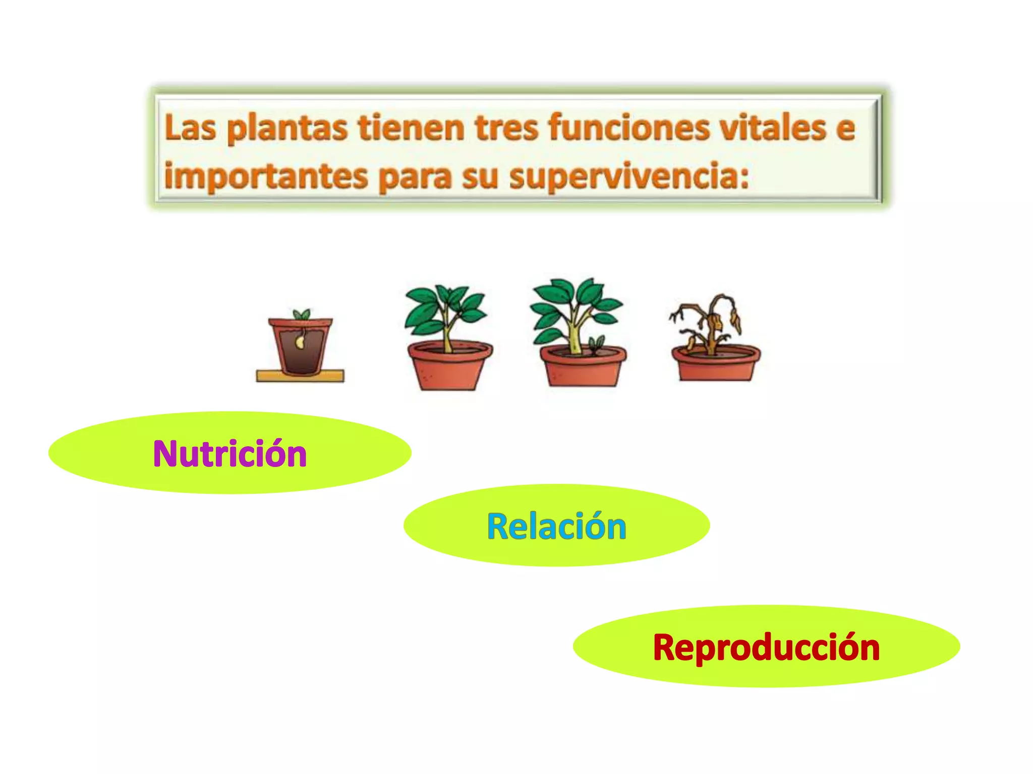 Funciones vitales plantas | PPT