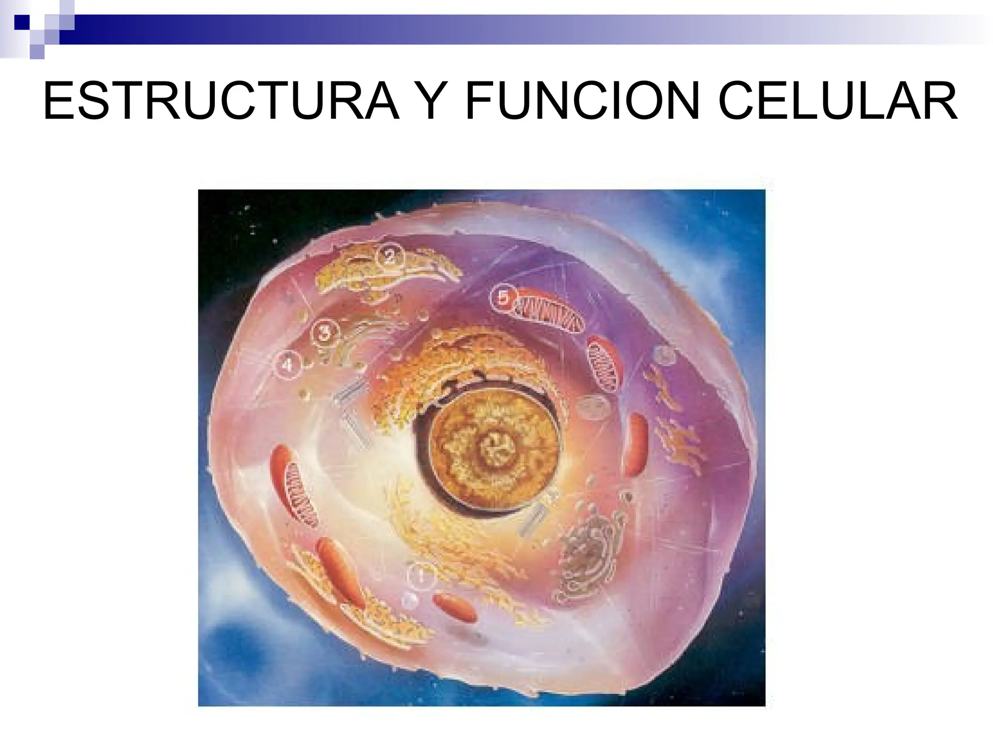 FUNCIONES Y ESTRUCTURAS FUNCIONALES BIOL.ppt