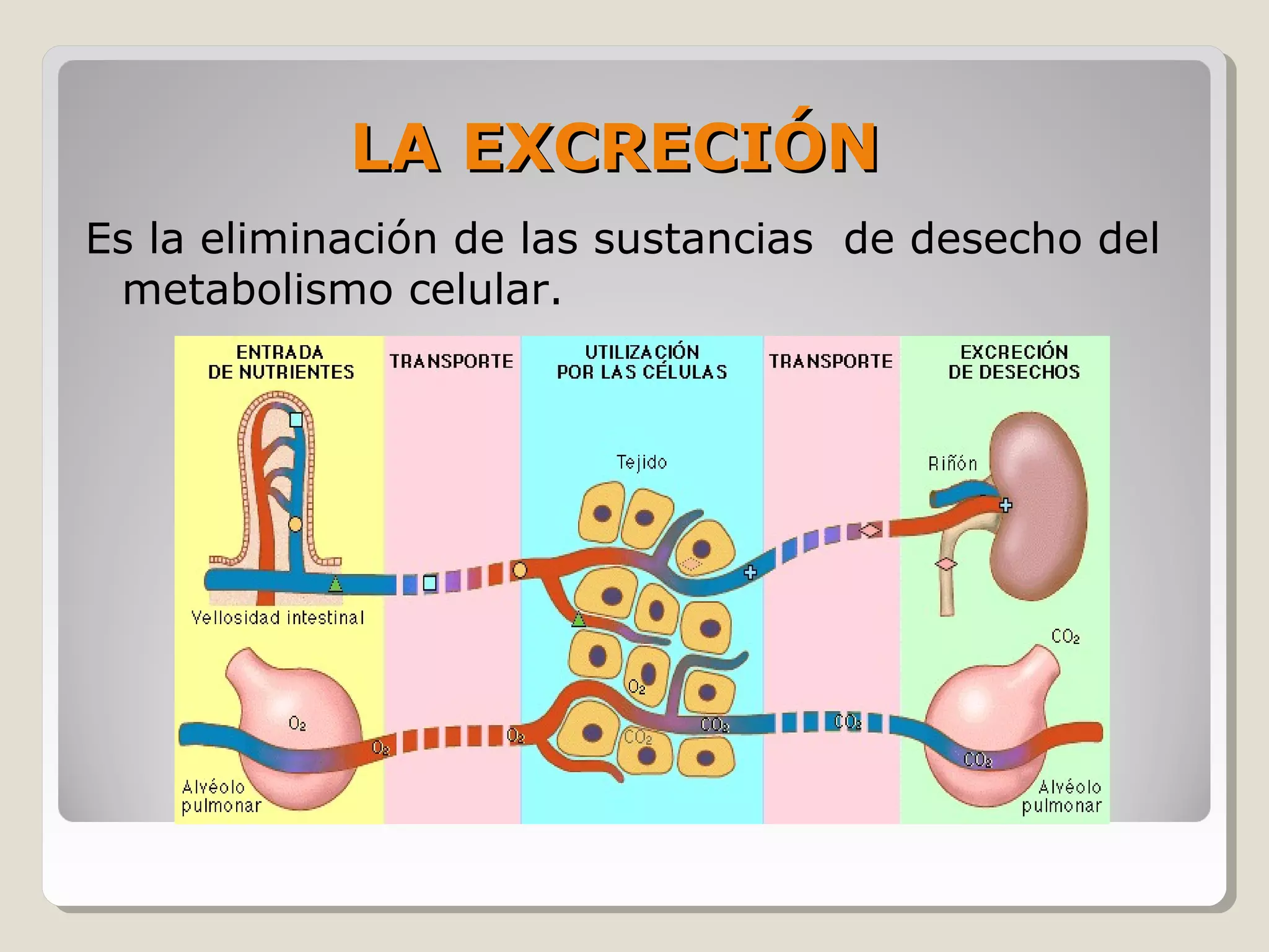 LA EXCRECIÓN | PPT