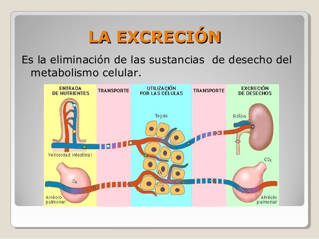 LA EXCRECIÓN