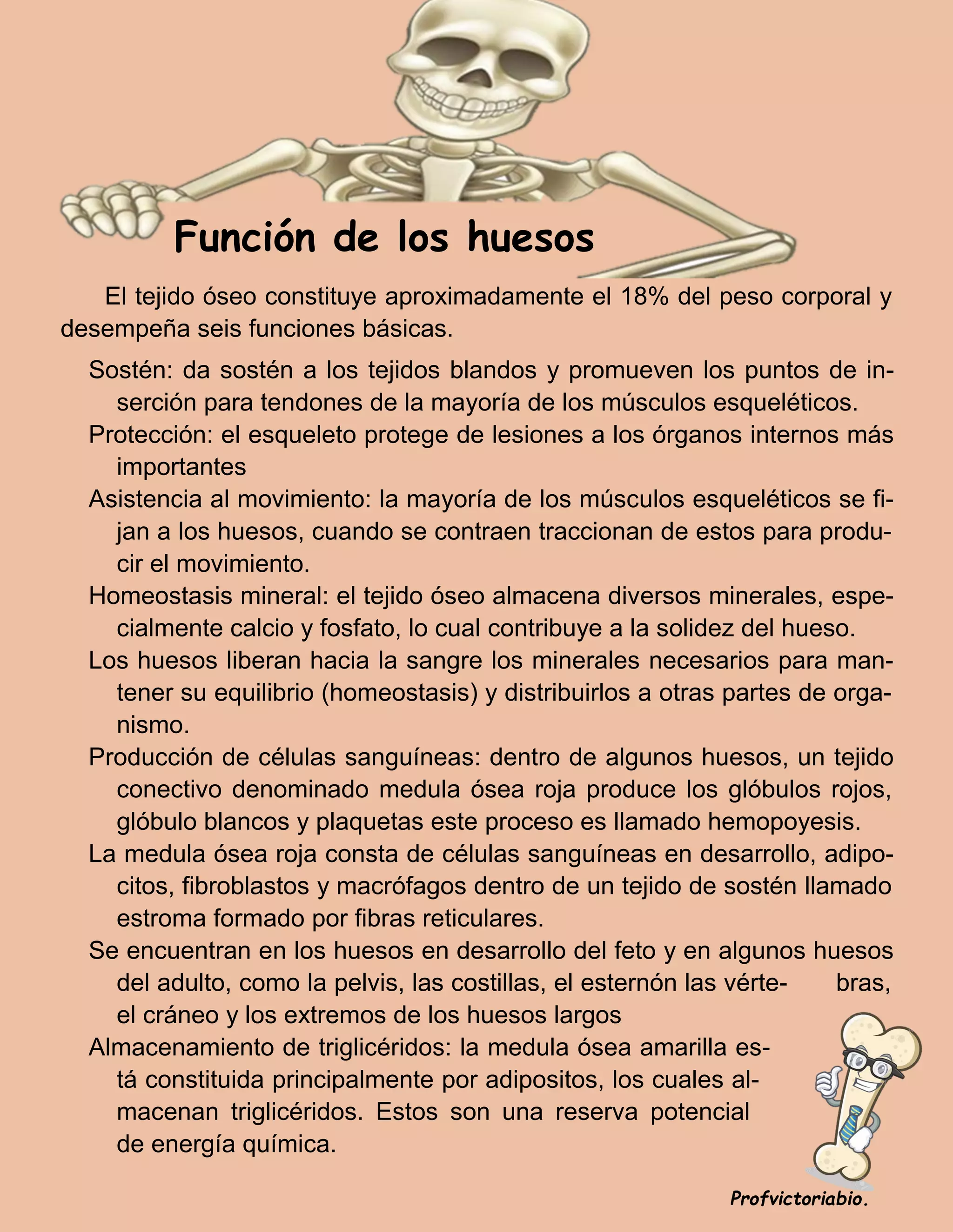 Funcion Huesos Pdf