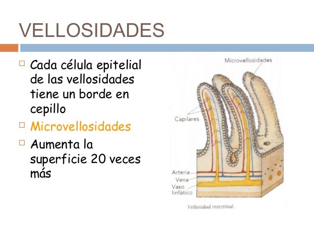 Funcion intestinal fisiologia