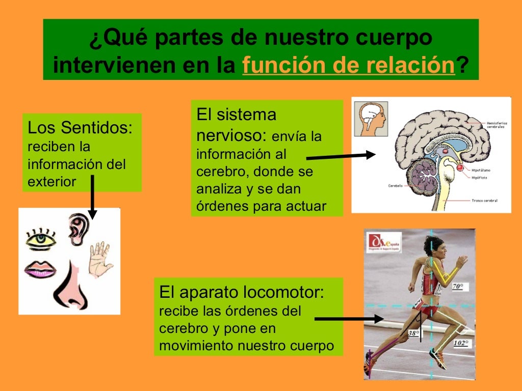 La Funcion de Relacion La Funcion de Relacion
