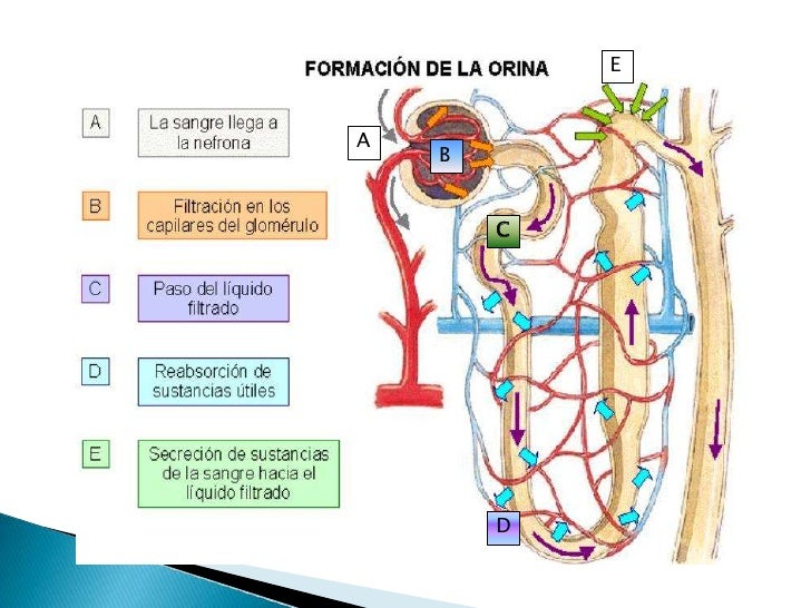Funcion Renal