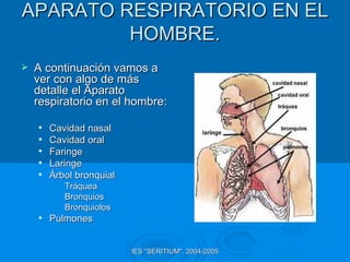 Funcionrespiratoria | PPT