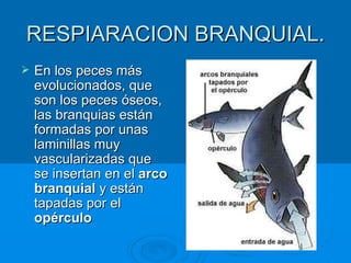 Funcionrespiratoria | PPT