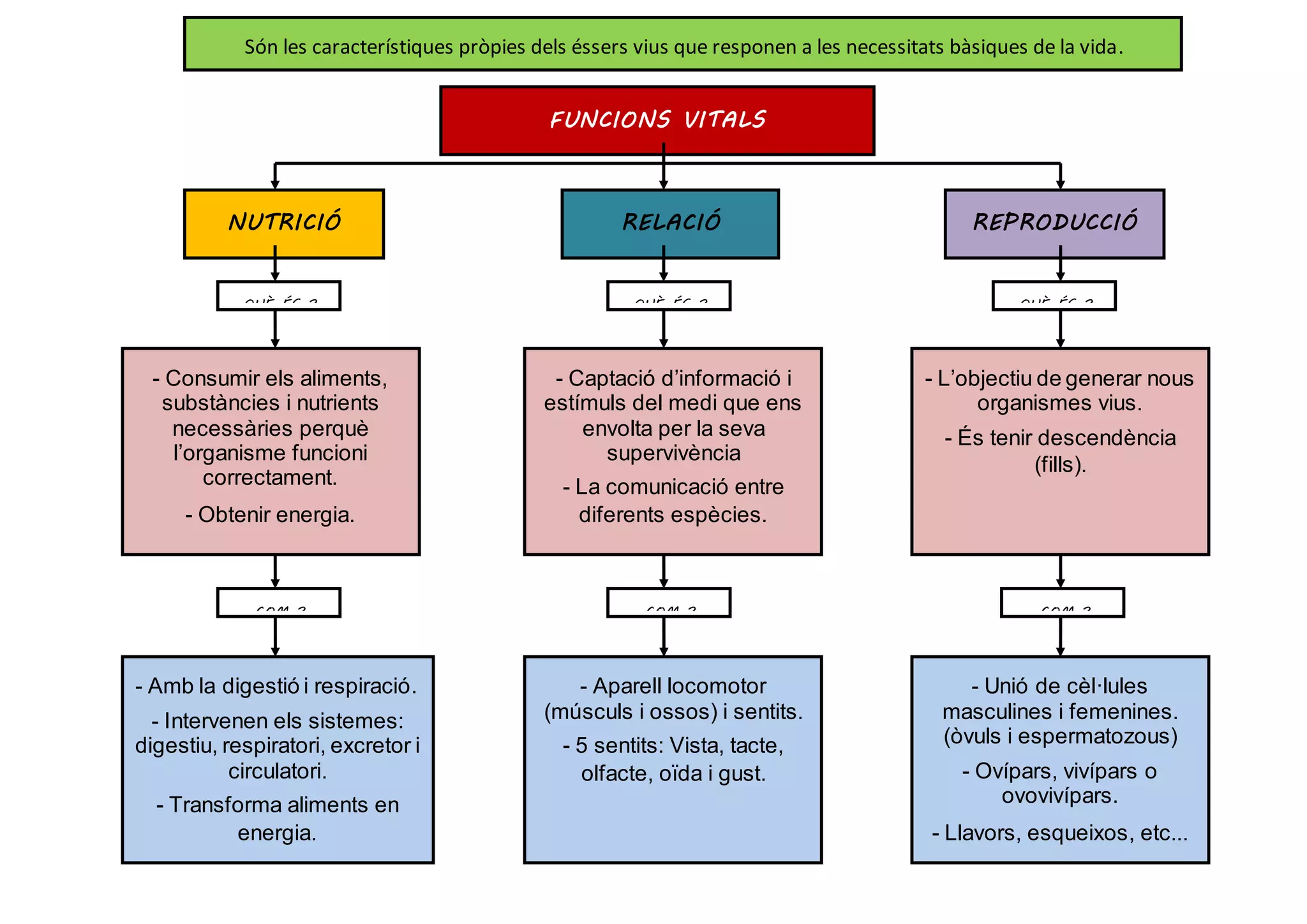 Funcions vitals 3r b | DOCX