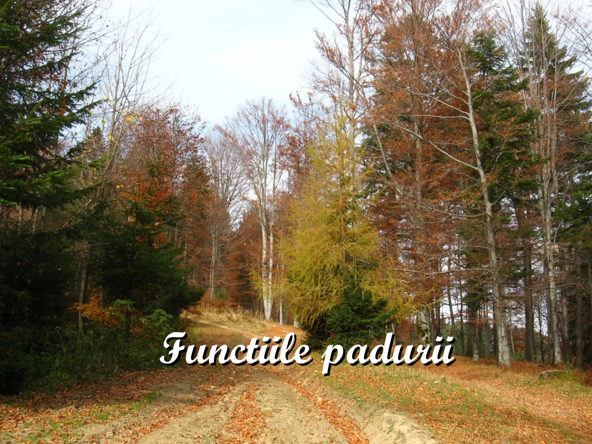 Functiile padurii | PPT