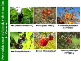 Functiile padurii | PPT