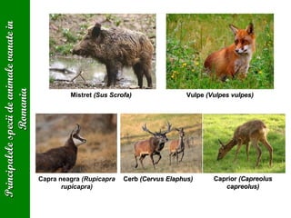 Functiile padurii | PPT