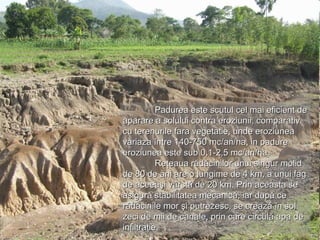 Functiile padurii | PPT