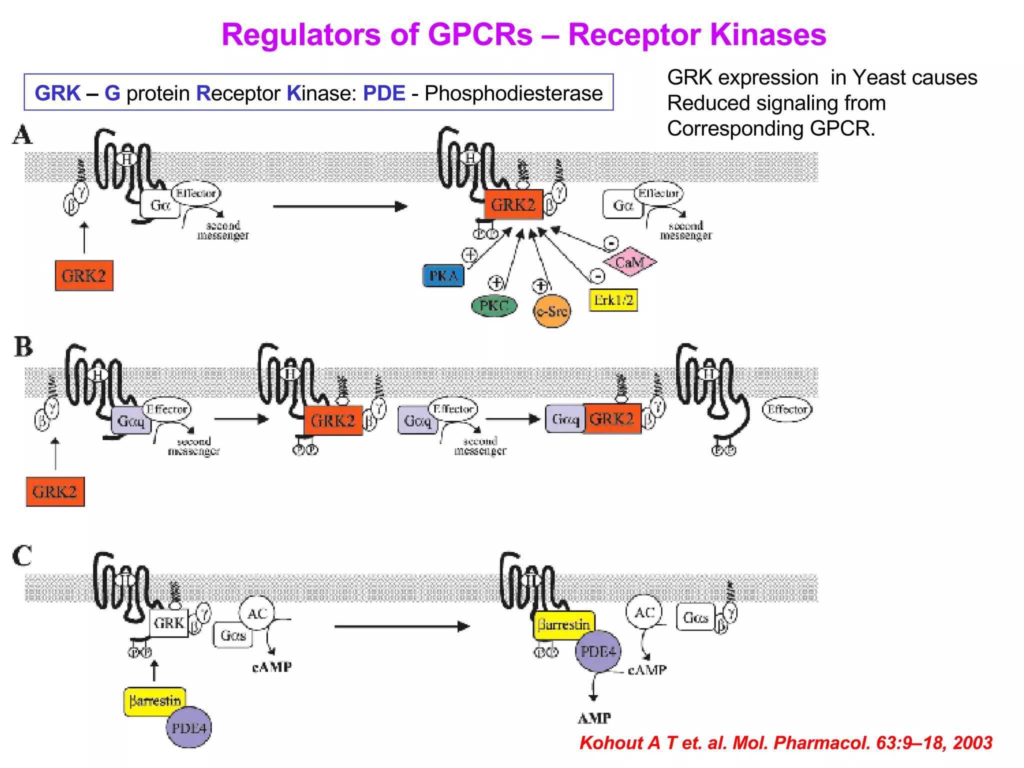 Functional Analysis Of Heterologous Gpcr Signaling Pathways In Yeast | PPT