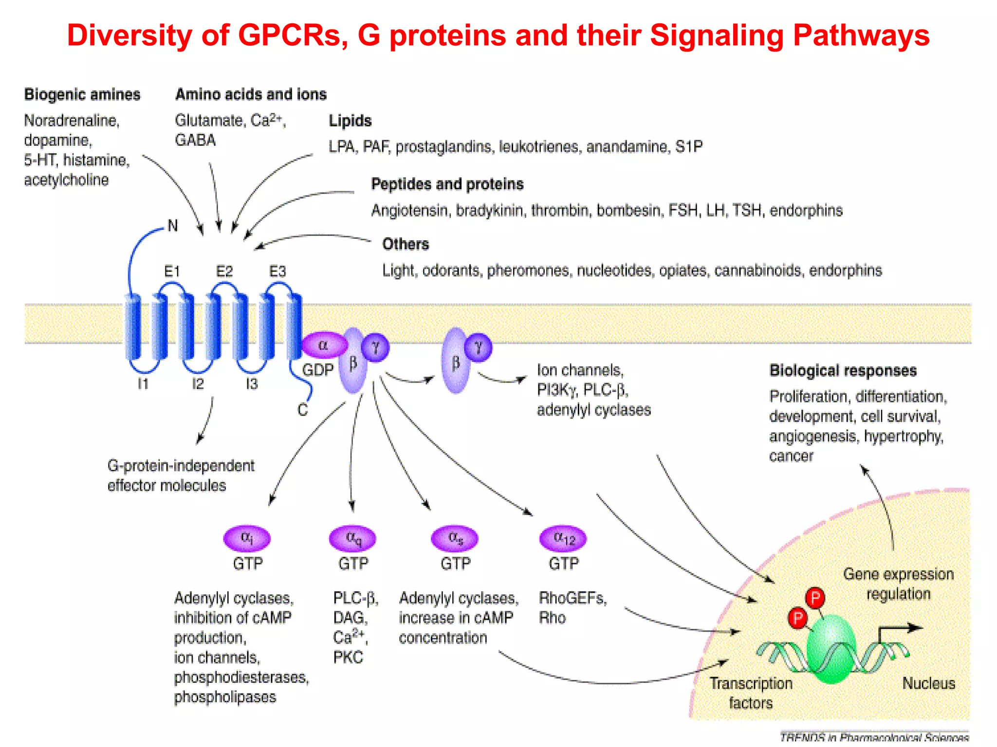 Functional Analysis Of Heterologous Gpcr Signaling Pathways In Yeast | PPT