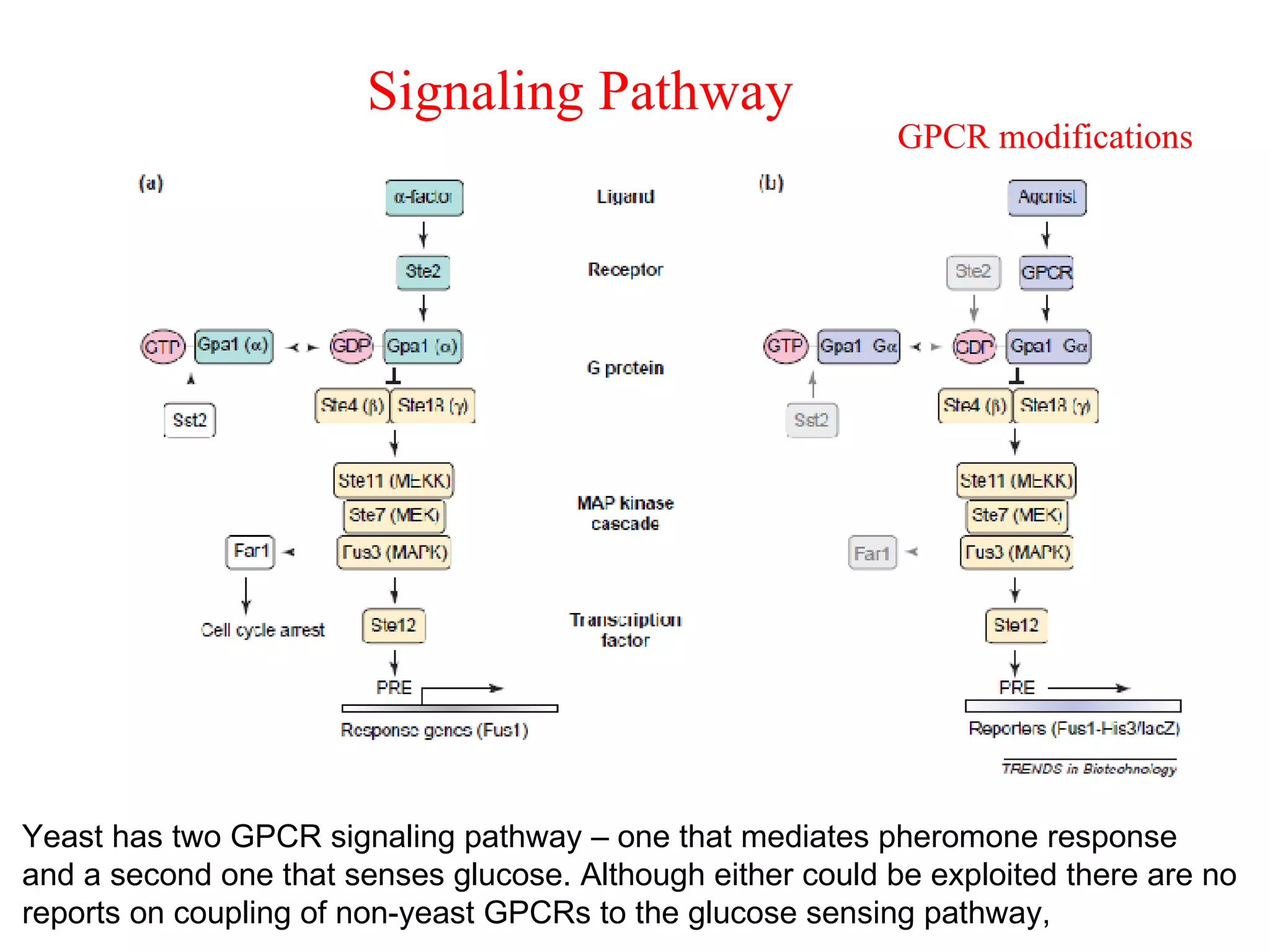 Functional Analysis Of Heterologous Gpcr Signaling Pathways In Yeast | PPT