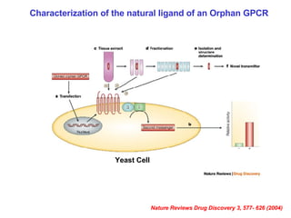 Functional Analysis Of Heterologous Gpcr Signaling Pathways In Yeast | PPT