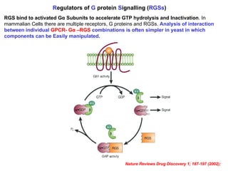 Functional Analysis Of Heterologous Gpcr Signaling Pathways In Yeast | PPT