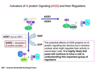 Functional Analysis Of Heterologous Gpcr Signaling Pathways In Yeast | PPT