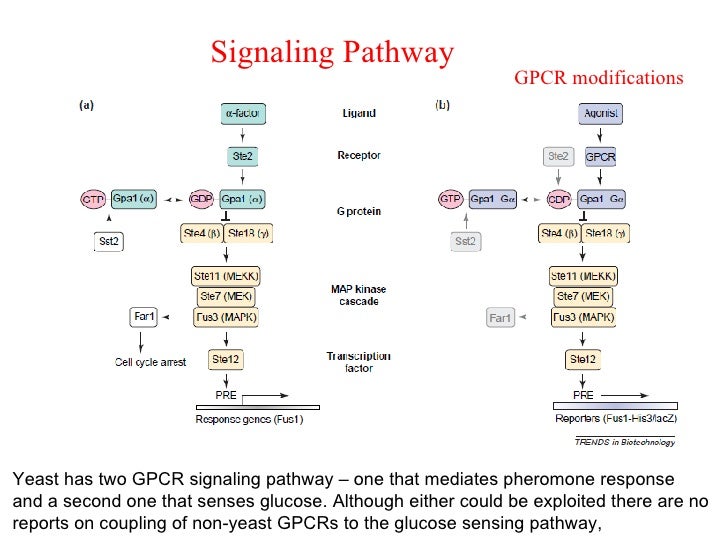 Functional Analysis Of Heterologous Gpcr Signaling Pathways In Yeast