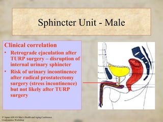 Functional Anatomy and Innervation of Urinary Tract | PPT