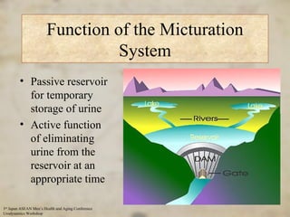 Functional Anatomy and Innervation of Urinary Tract | PPT