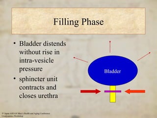 Functional Anatomy and Innervation of Urinary Tract | PPT