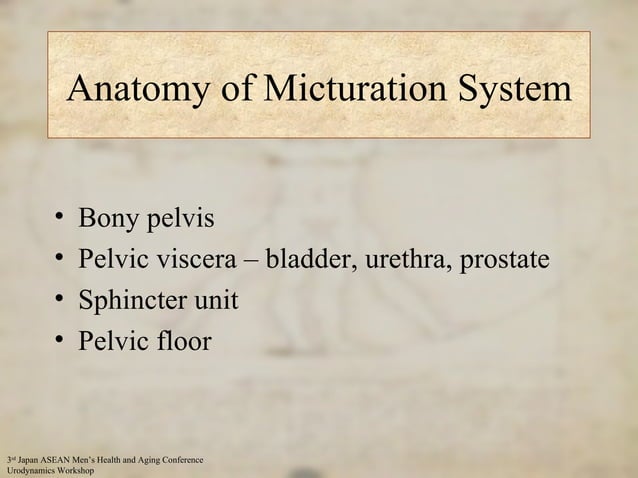 Functional Anatomy and Innervation of Urinary Tract | PPT