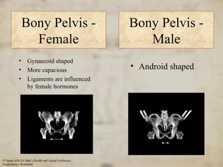 Functional Anatomy and Innervation of Urinary Tract | PPT