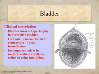 Functional Anatomy and Innervation of Urinary Tract | PPT