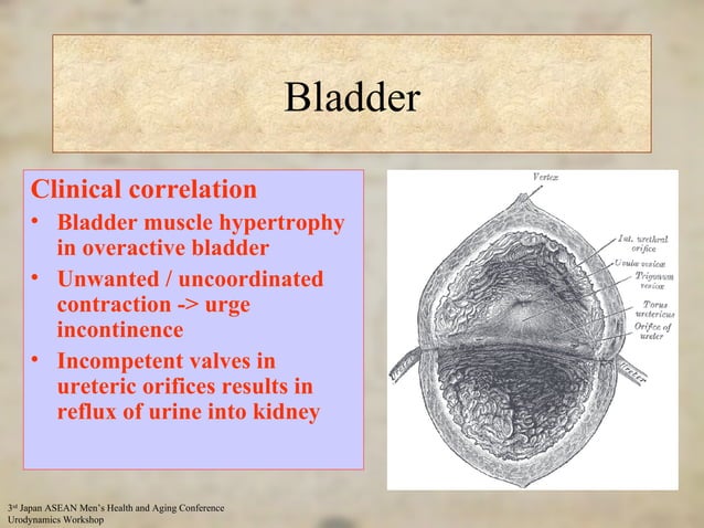 Functional Anatomy and Innervation of Urinary Tract | PPT