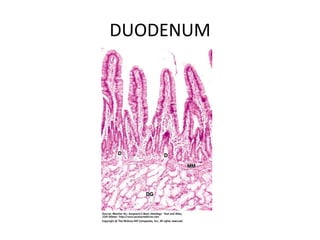 Duodenum Histology