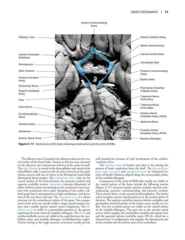 Functional Neuroanatomy Text And Atlas 2nd Ed 9780071408127 0071408126 Pdf