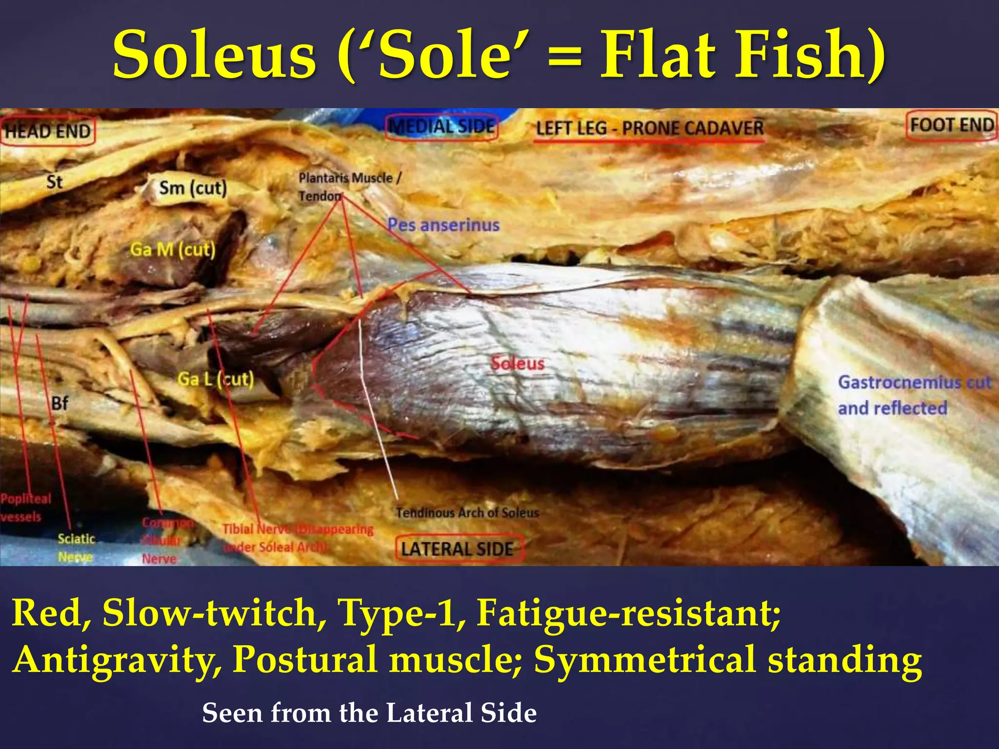 Functional Surgical Aspects -Triceps Surae-Tendo Calcaneus - Sanjoy ...