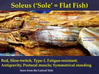 Functional Surgical Aspects -Triceps Surae-Tendo Calcaneus - Sanjoy ...