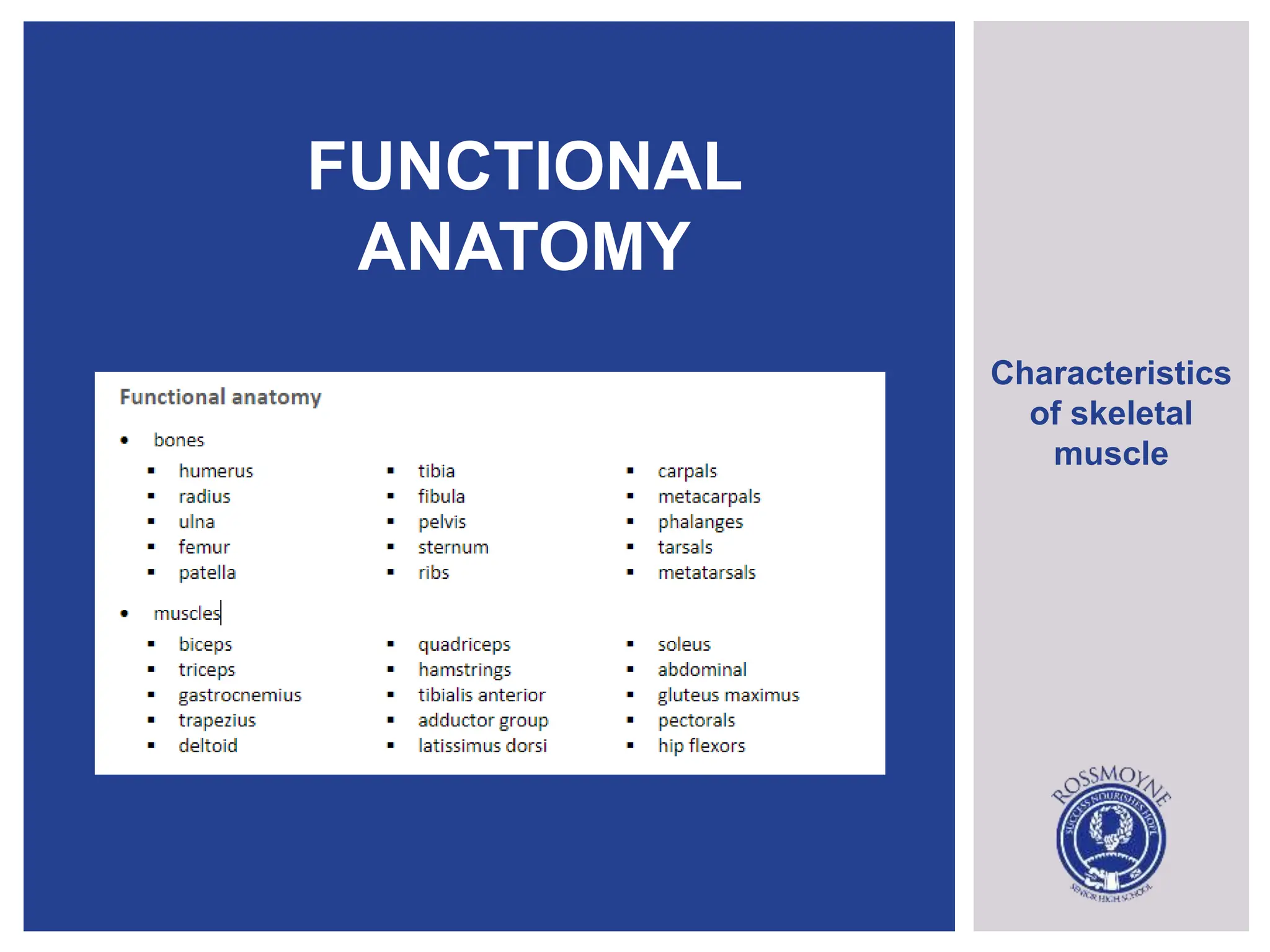 Functional Anatomy 1 - Musculoskeletal system.pptx