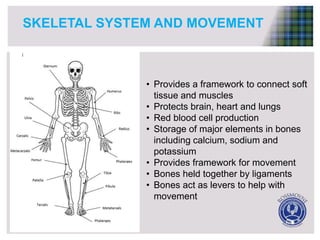 Functional Anatomy 1 - Musculoskeletal system.pptx