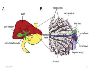 Functional anatomy and physiology of liver | PPTX