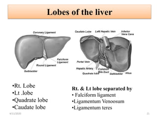 Functional anatomy and physiology of liver | PPT