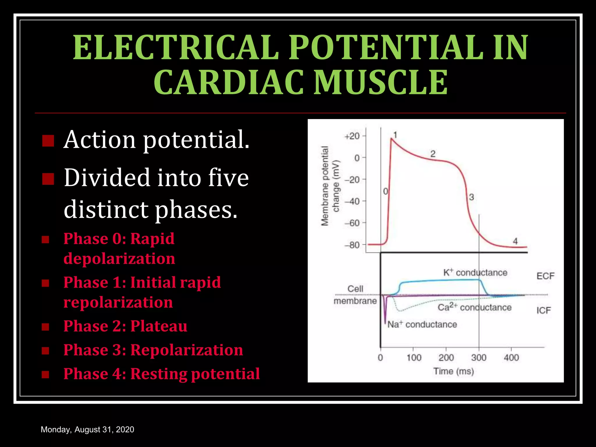Functional anatomy and physiology of cardiac muscle | PPT