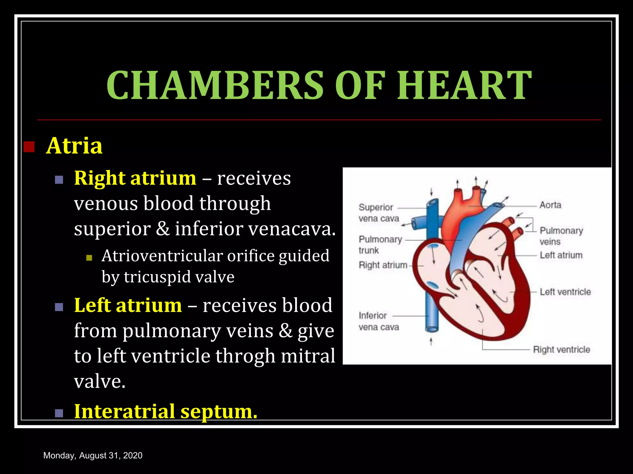 Functional anatomy and physiology of cardiac muscle | PPT
